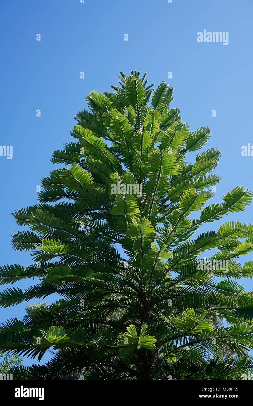 Wollemi Pine High Resolution Stock Photography and Images - Alamy