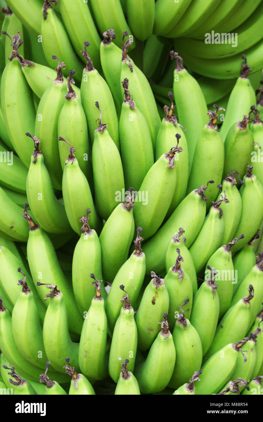 Bunch of green bananas ripening on a tree Stock Photo - Alamy