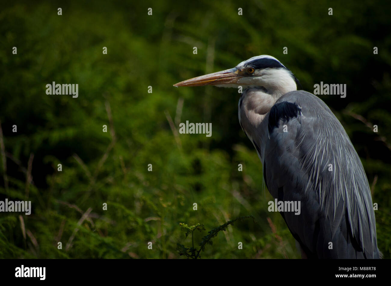 Grey heron hi-res stock photography and images - Alamy