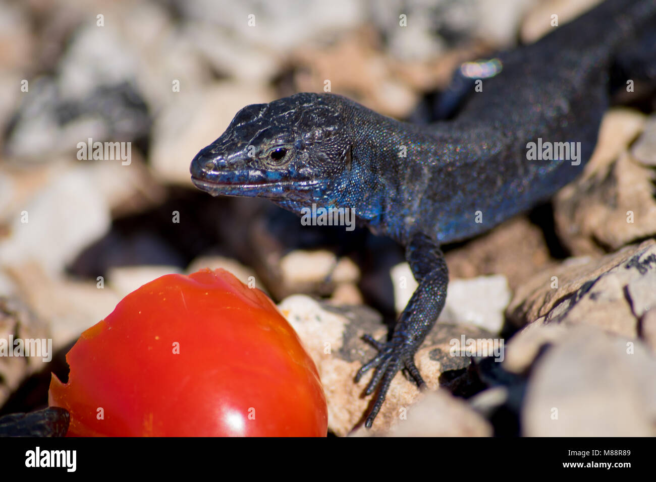 Black Lizard Attacking a Tomato from Isla Del Aire Stock Photo - Alamy