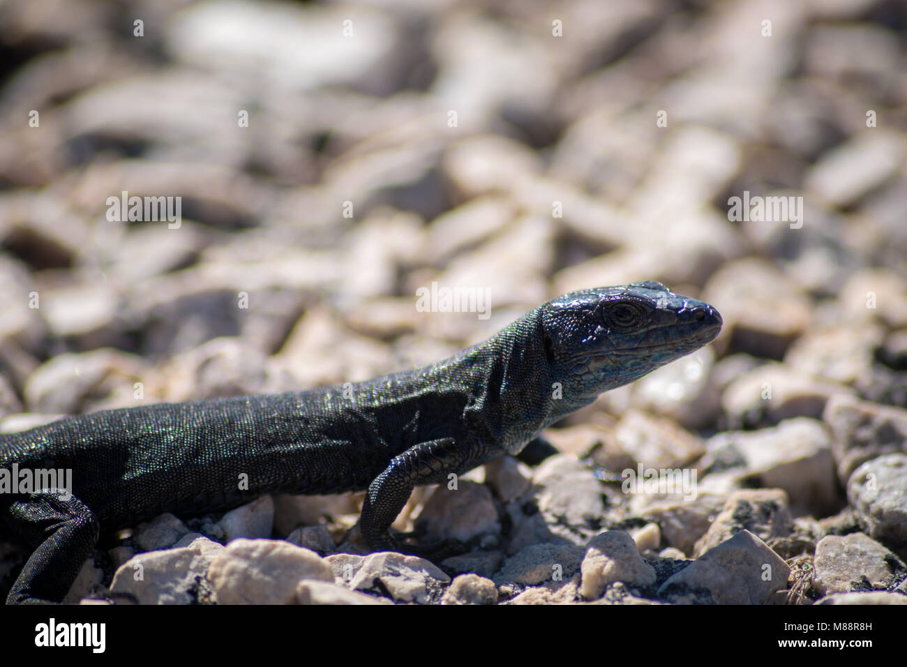 Black Lizard Portrait from Isla Del Aire Stock Photo - Alamy