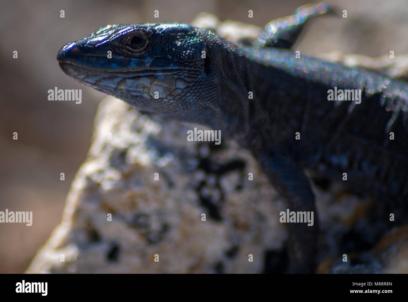 Blue lizard hi-res stock photography and images - Alamy