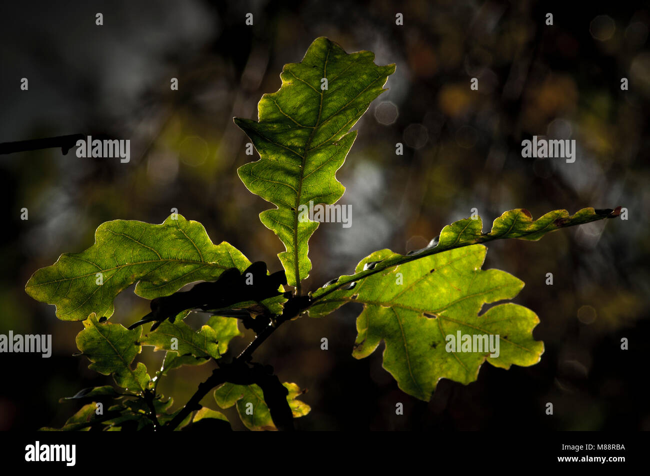 Oak Leaves in the Light Stock Photo - Alamy
