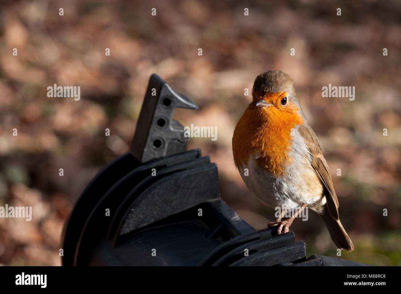 Bird robin face hi-res stock photography and images - Alamy