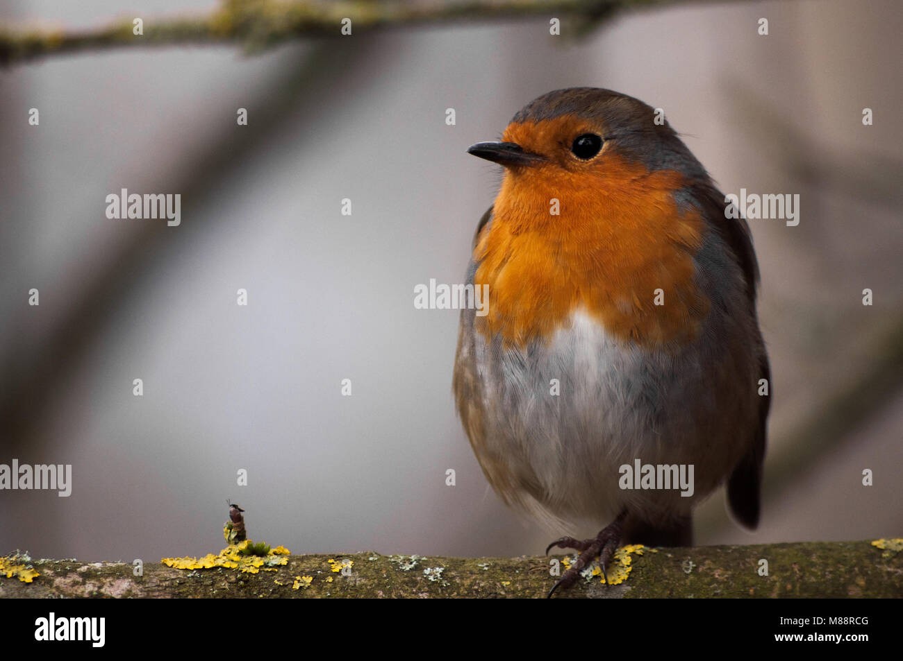 Bird robin face hi-res stock photography and images - Alamy