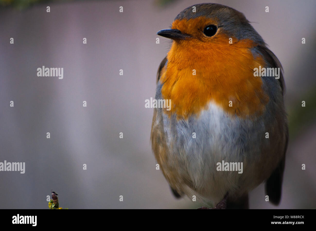 Bird robin face hi-res stock photography and images - Alamy