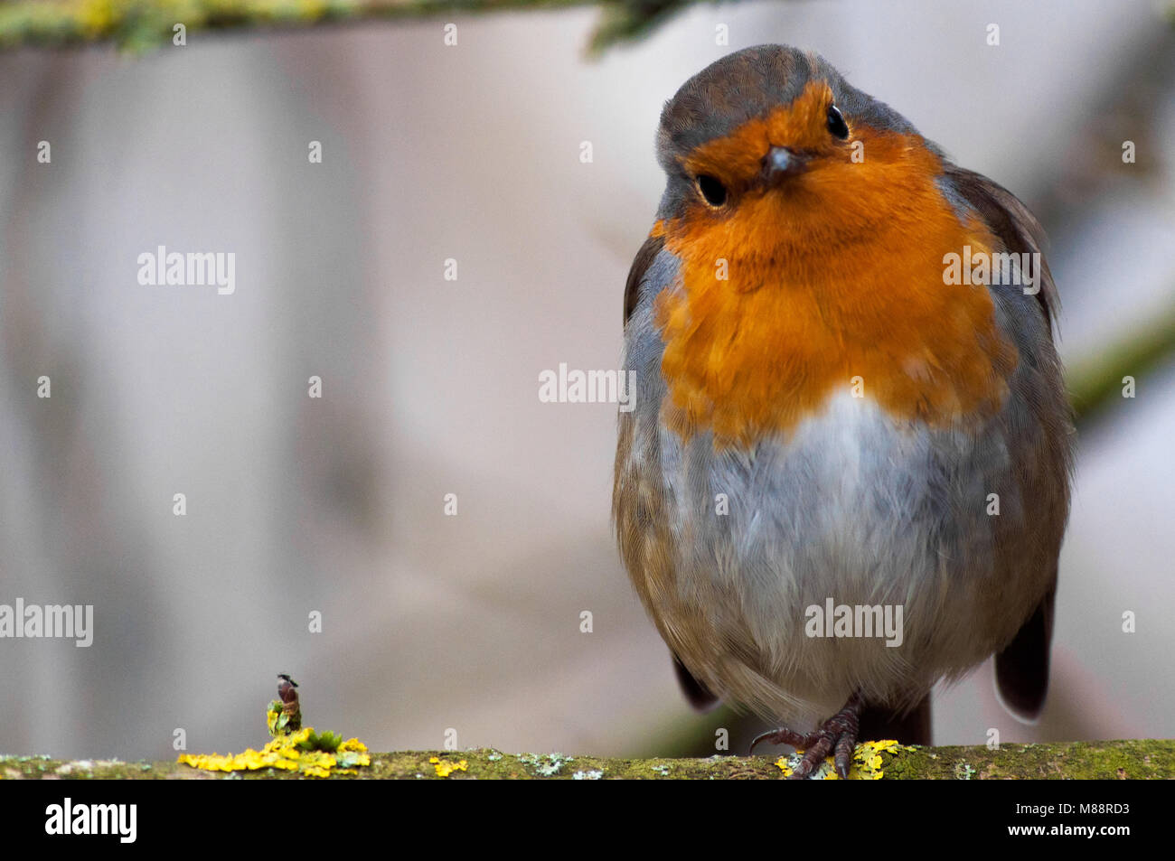 Curious garden bird hi-res stock photography and images - Alamy