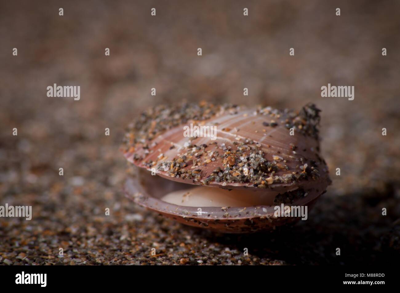 Open clam hi-res stock photography and images - Alamy