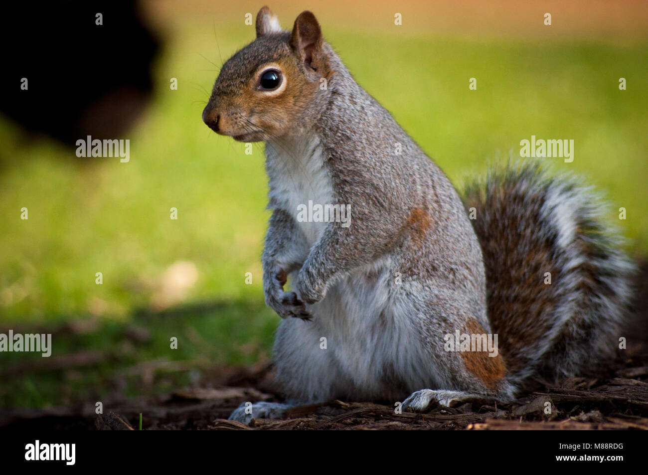 Woodland parks and wildlife hi-res stock photography and images - Alamy