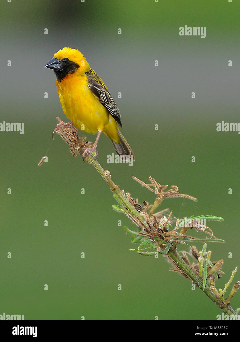 Golden weaver hi-res stock photography and images - Alamy
