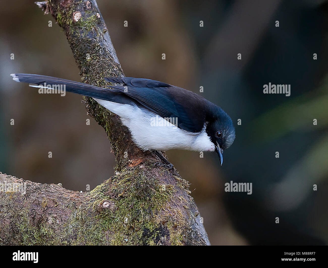 Ekstersibia, Black-backed Sibia Stock Photo - Alamy