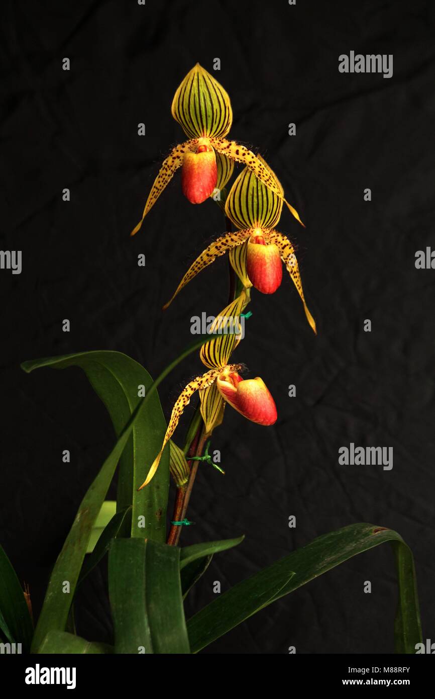 Paphiopedilum Aleisha Pynes Stock Photo - Alamy