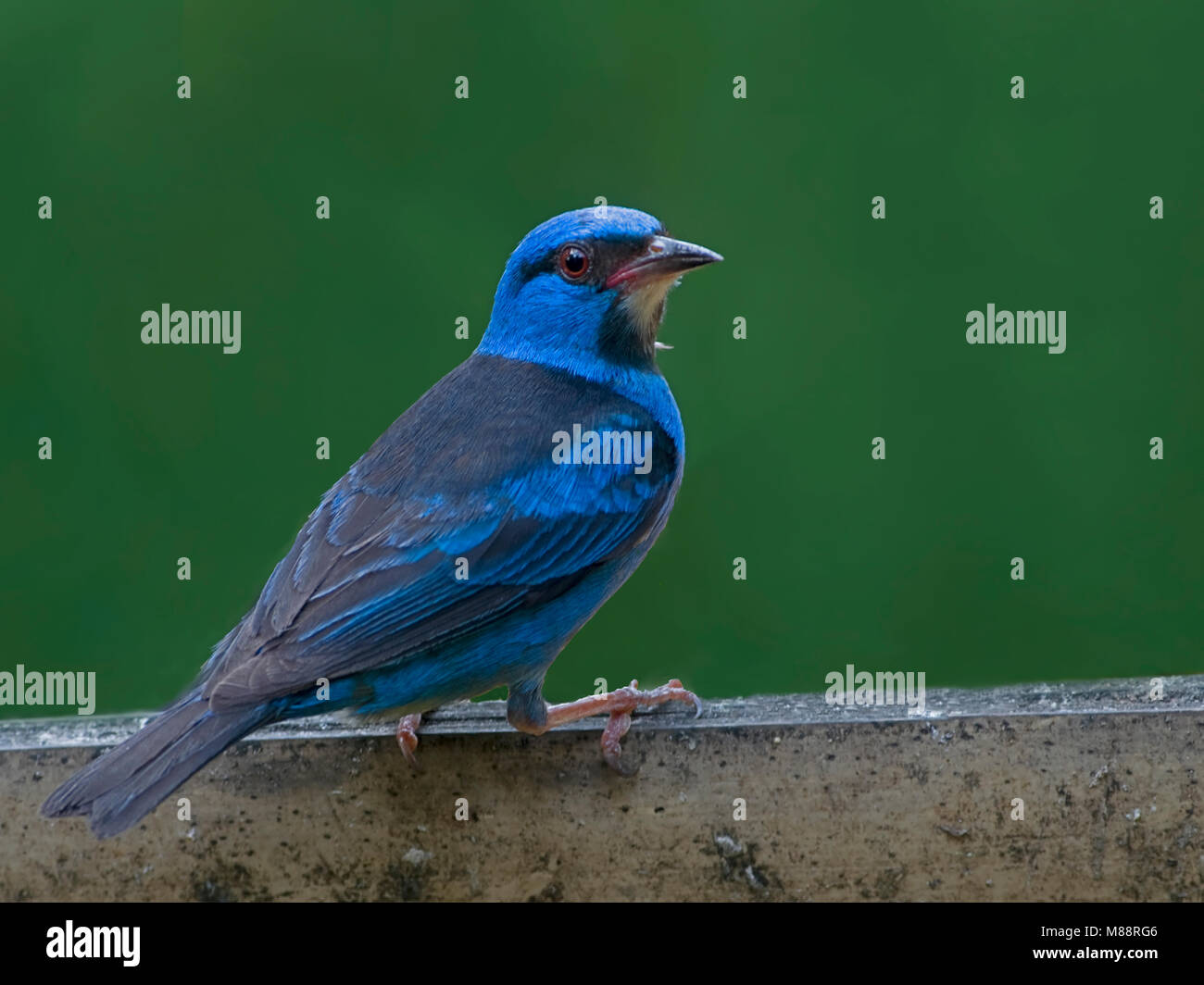 Mannetje Blauwe Pitpit, Male Blue Dacnis Stock Photo - Alamy