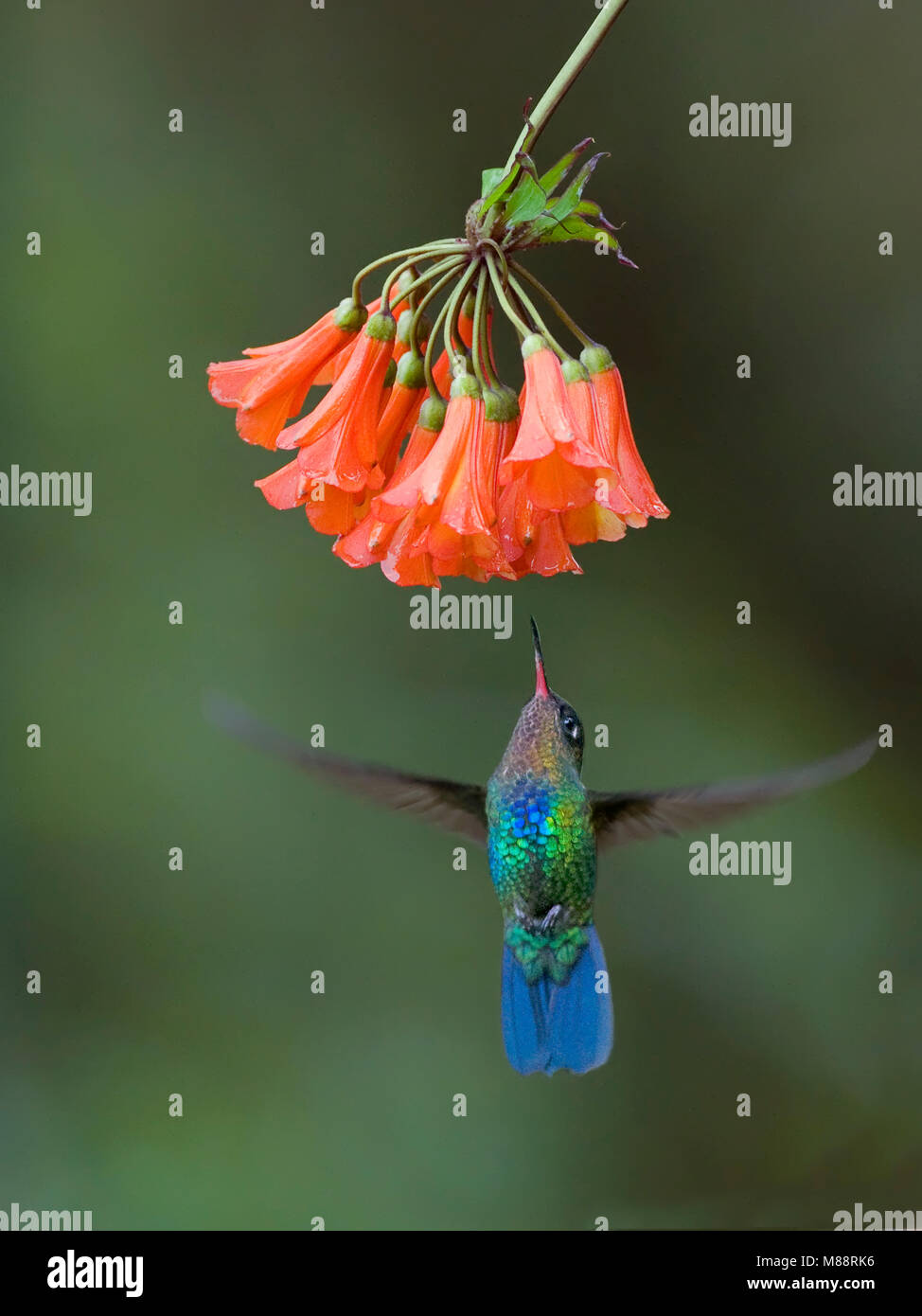 Fiery Throated Hummingbird Stock Photos & Fiery Throated Hummingbird ...