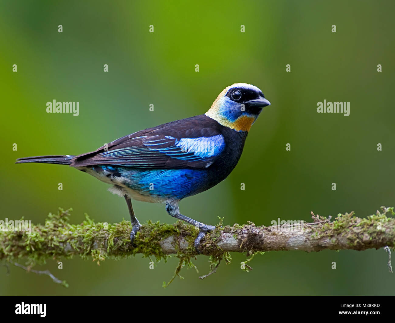 Golden hooded hi-res stock photography and images - Alamy