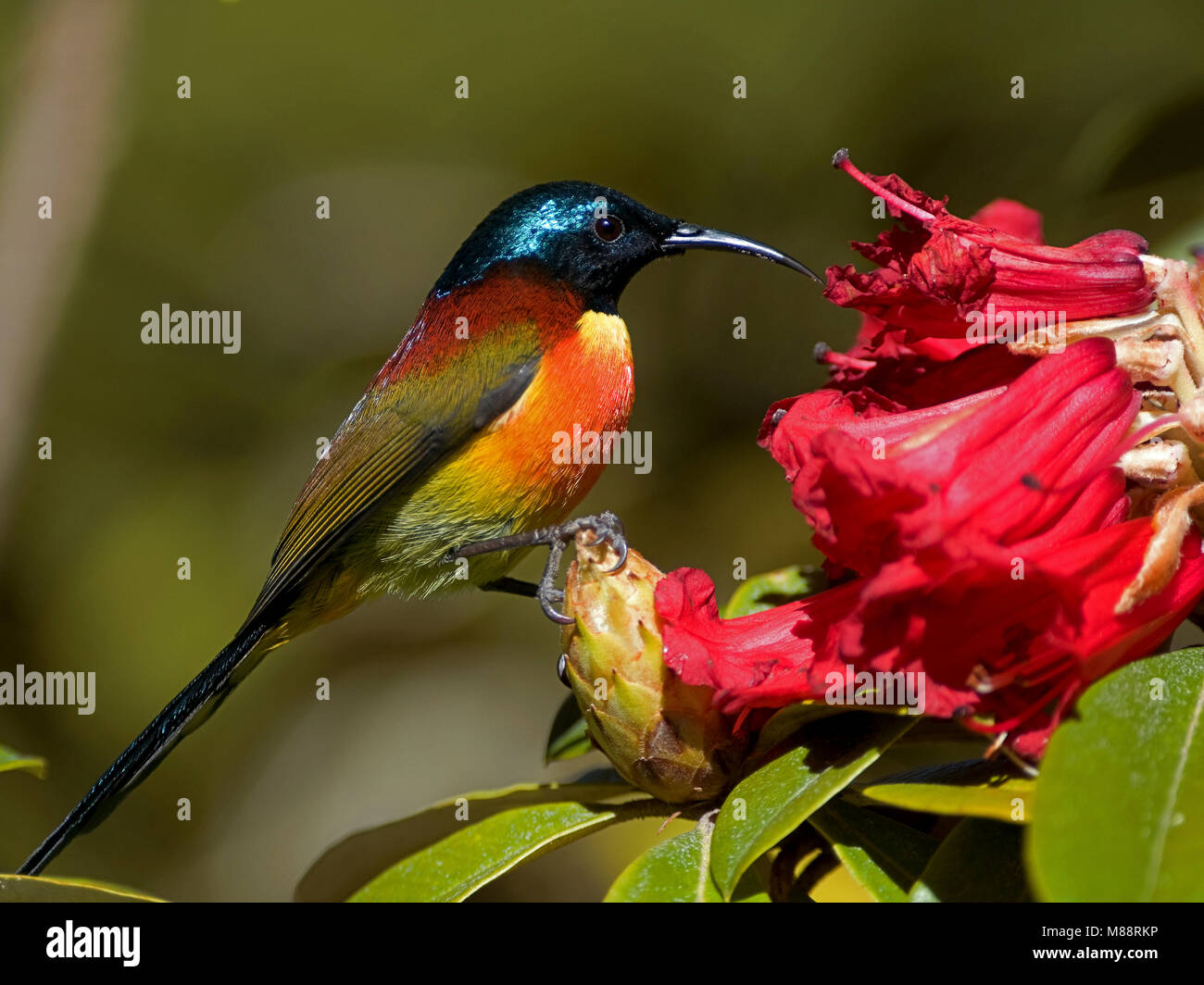 Mannetje Groenstaarthoningzuiger, Male Green-tailed Sunbird Stock Photo ...