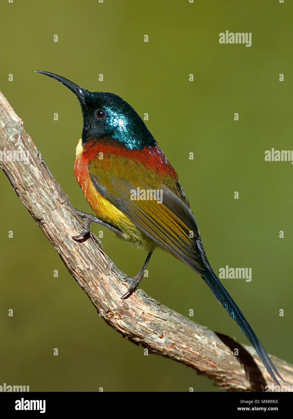 Green tailed sunbird hi-res stock photography and images - Alamy