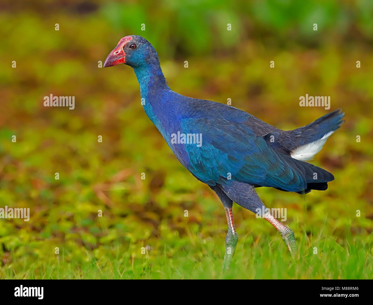Grey headed swamphen hi-res stock photography and images - Alamy
