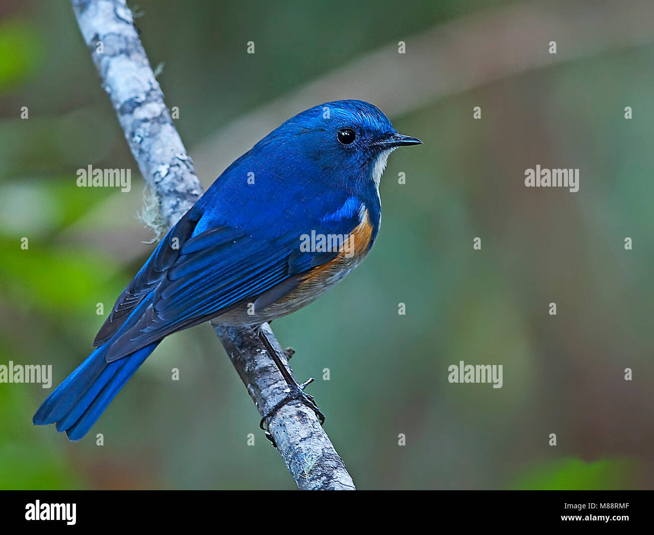 Himalayan robin hi-res stock photography and images - Alamy