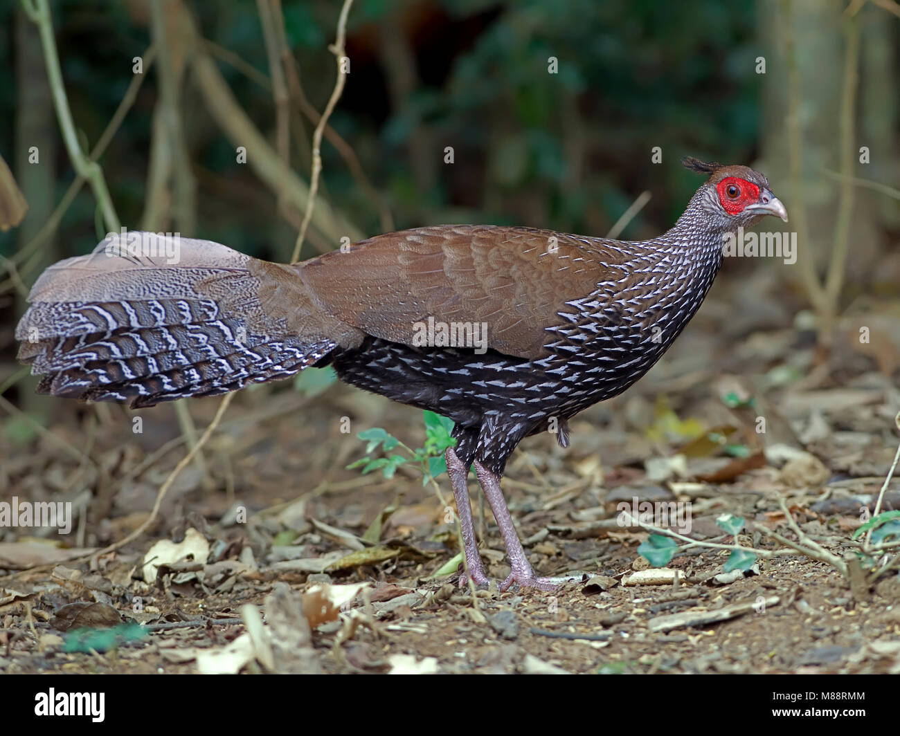 Vrouwtje Nepalfazant, Female Kalij Pheasant Stock Photo - Alamy