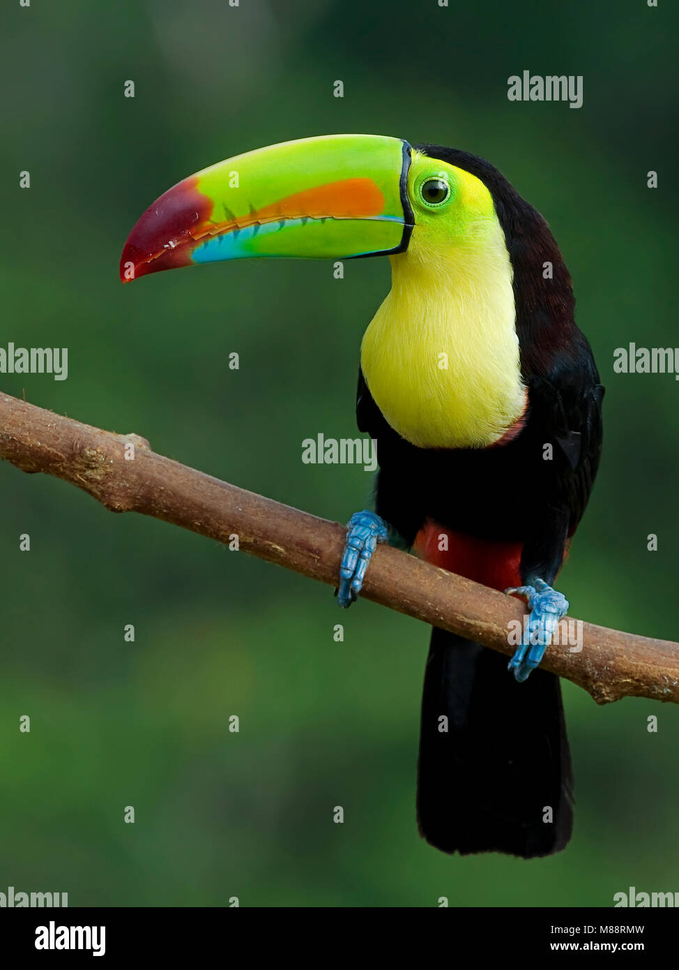Adulte Zwavelborsttoekan, Adult Keel-billed Toucan Stock Photo - Alamy