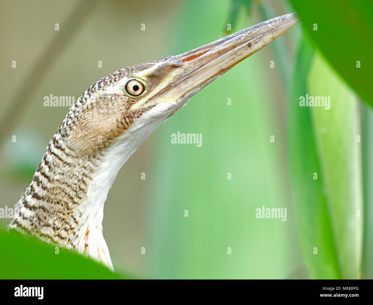 Pinnated bittern botaurus pinnatus hi-res stock photography and images ...