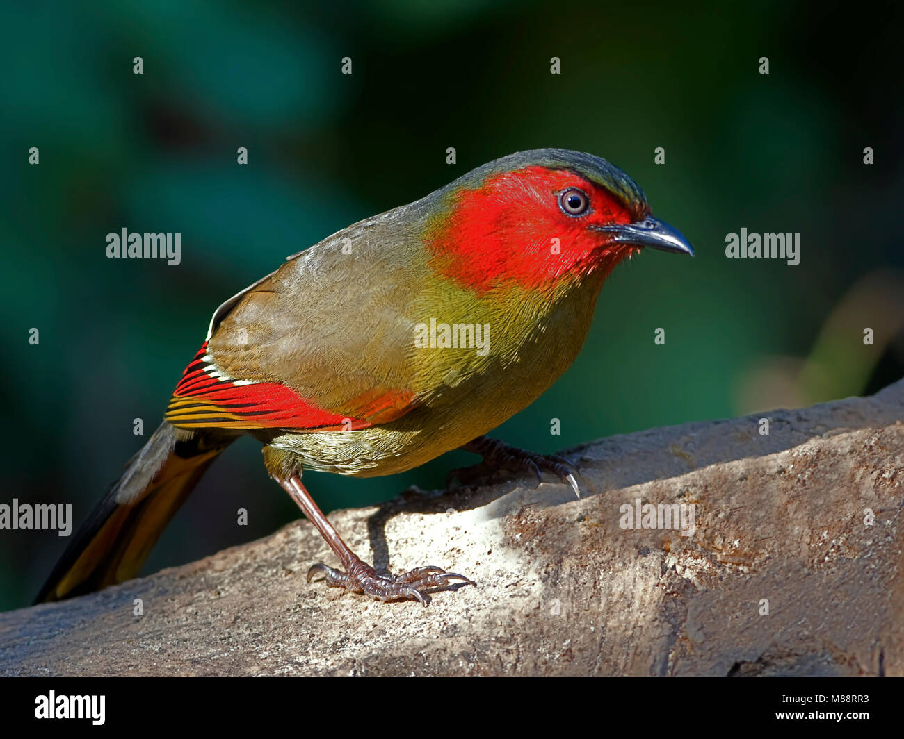 Rippons Timalia, Scarlet-faced Liocichla Stock Photo - Alamy