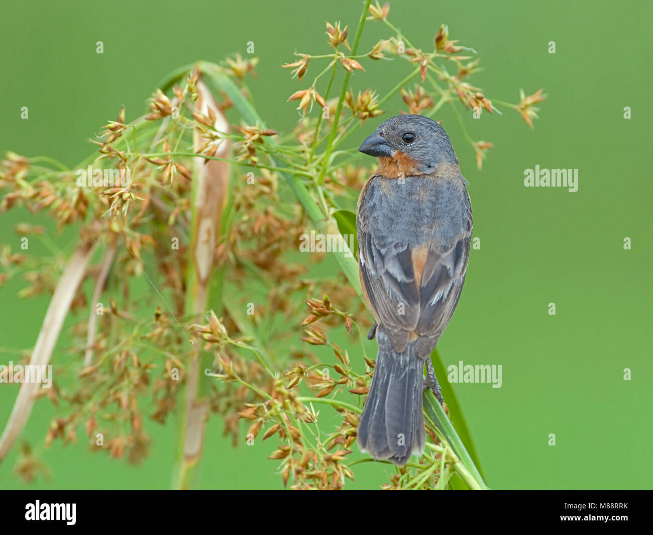 Mannetje Dwergdikbekje, Male Ruddy-breasted Seedeater Stock Photo - Alamy