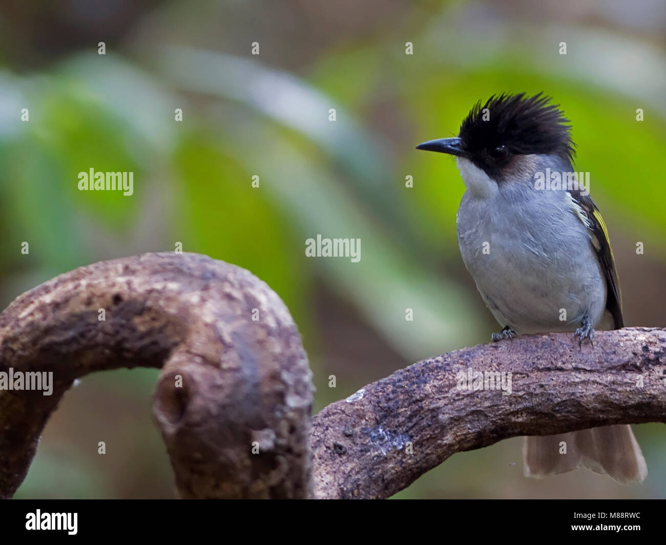 Ashy bulbul hemixos flavala hi-res stock photography and images - Alamy
