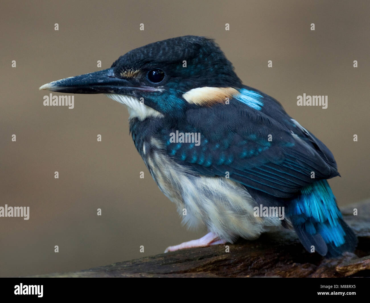 Blue banded kingfisher hi-res stock photography and images - Alamy
