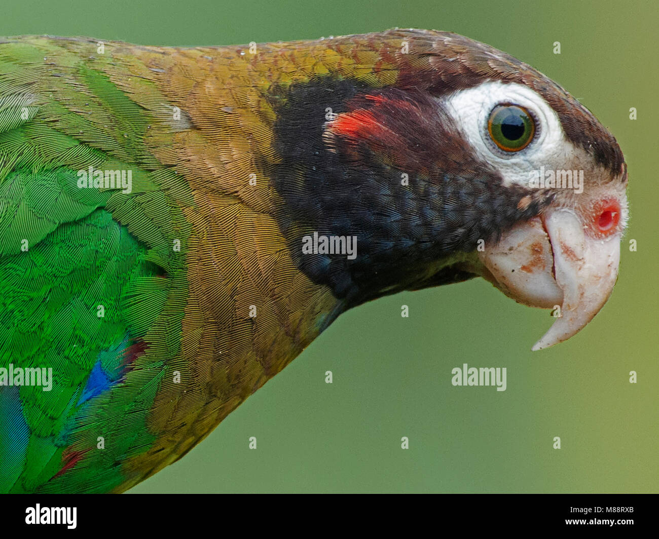 Brown headed parrot hi-res stock photography and images - Alamy