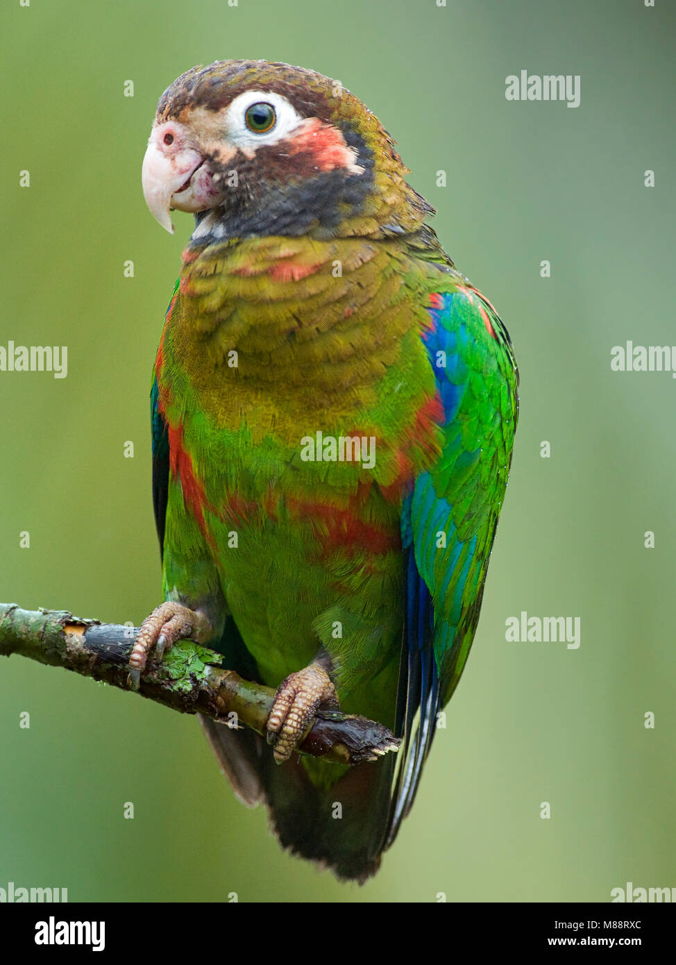 Brown headed parrot hi-res stock photography and images - Alamy