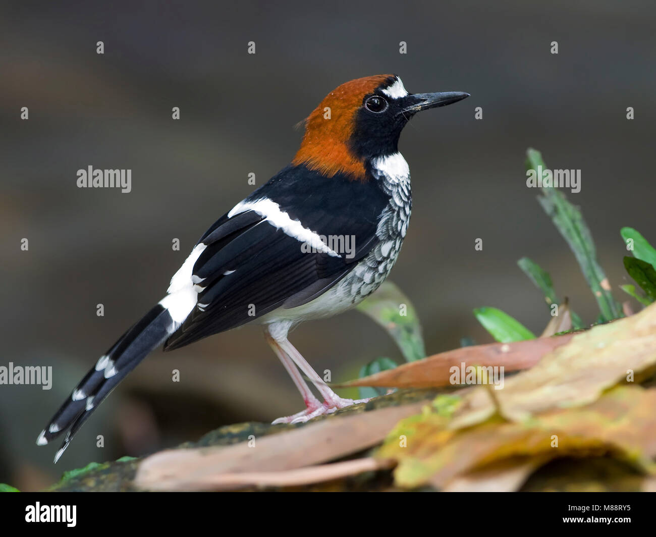 Forktail bird hi-res stock photography and images - Alamy