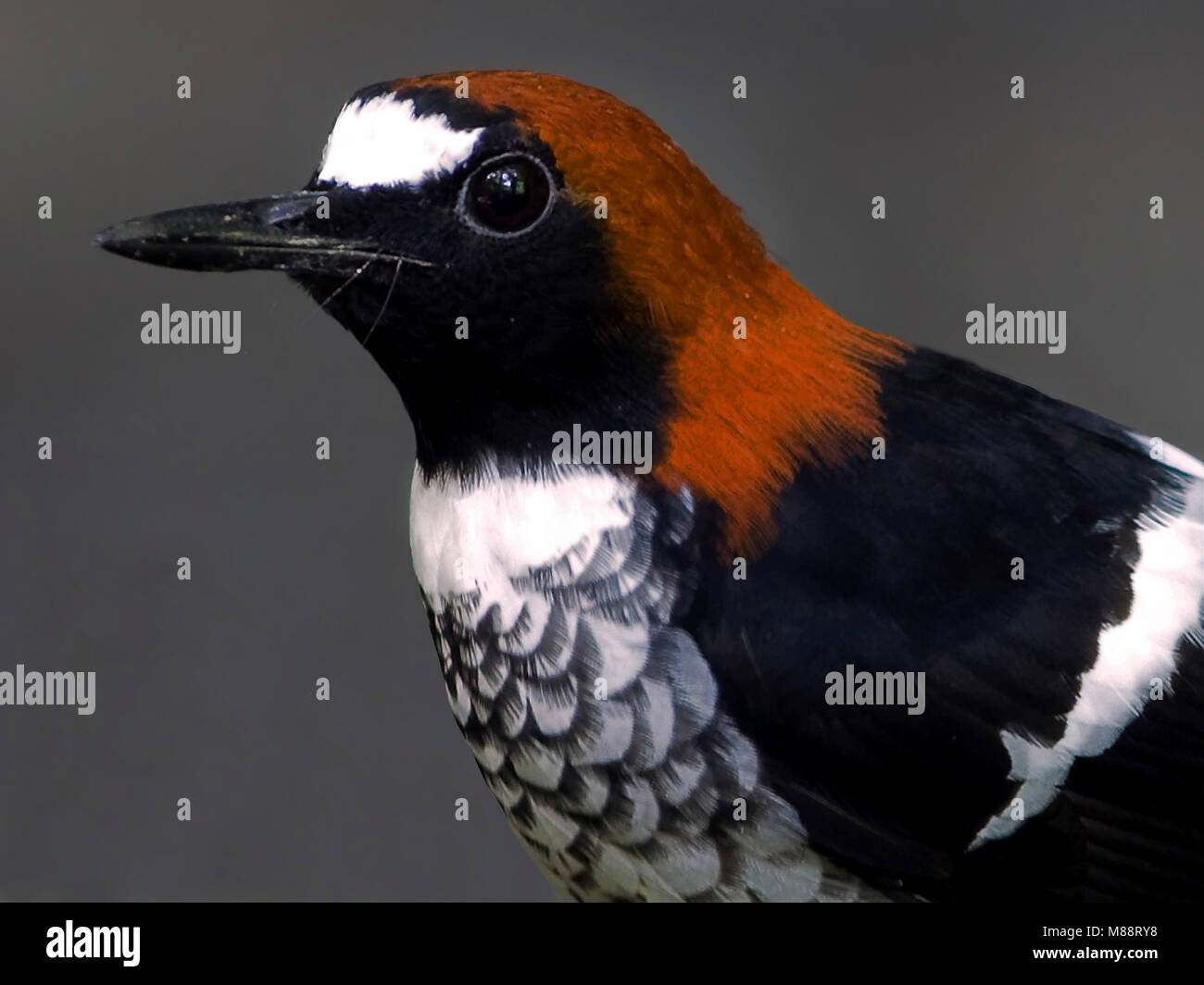 Forktail bird hi-res stock photography and images - Alamy