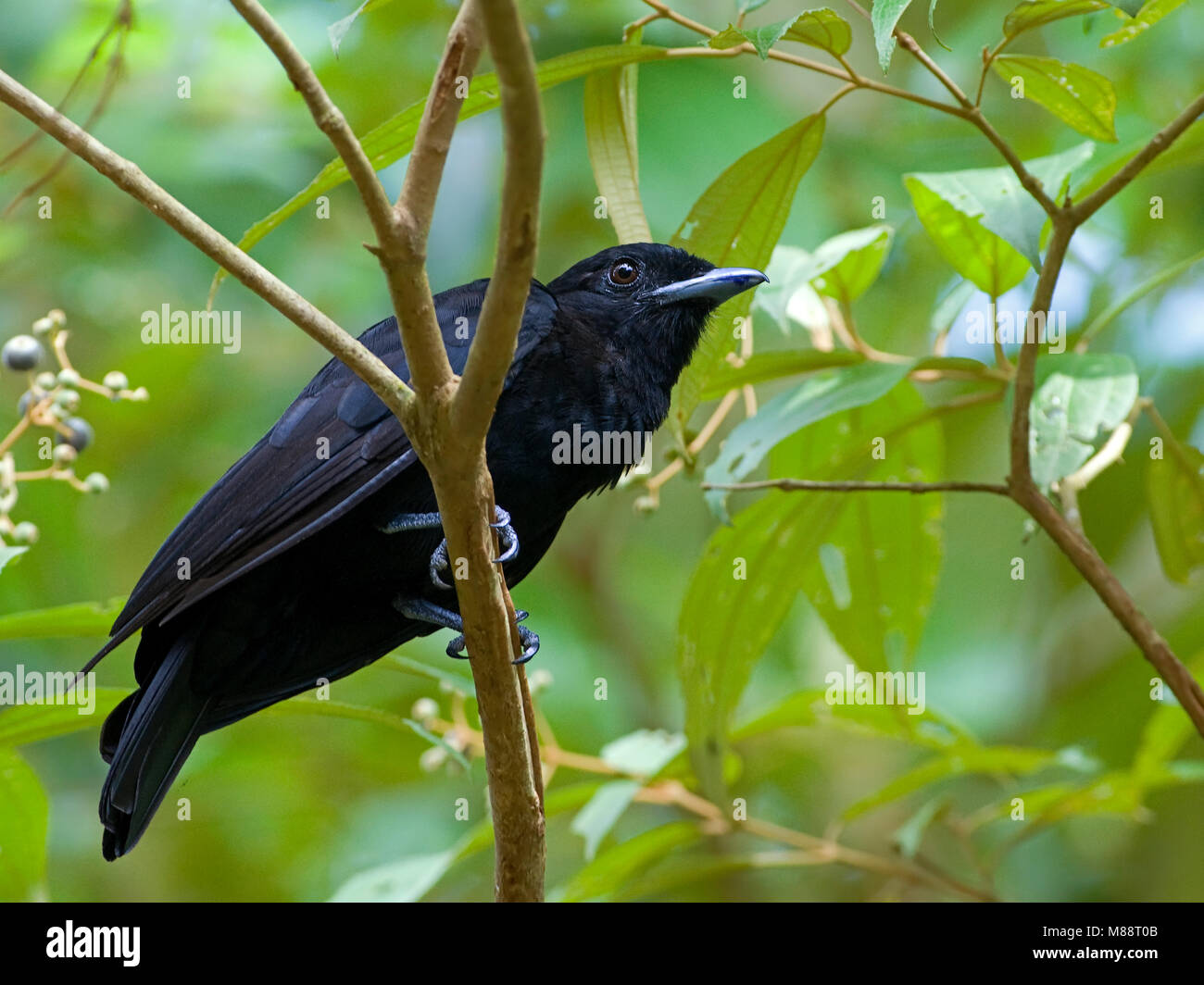 Purperkeelvruchtenkraai in boom, Purple-throated Fruitcrow in tree ...