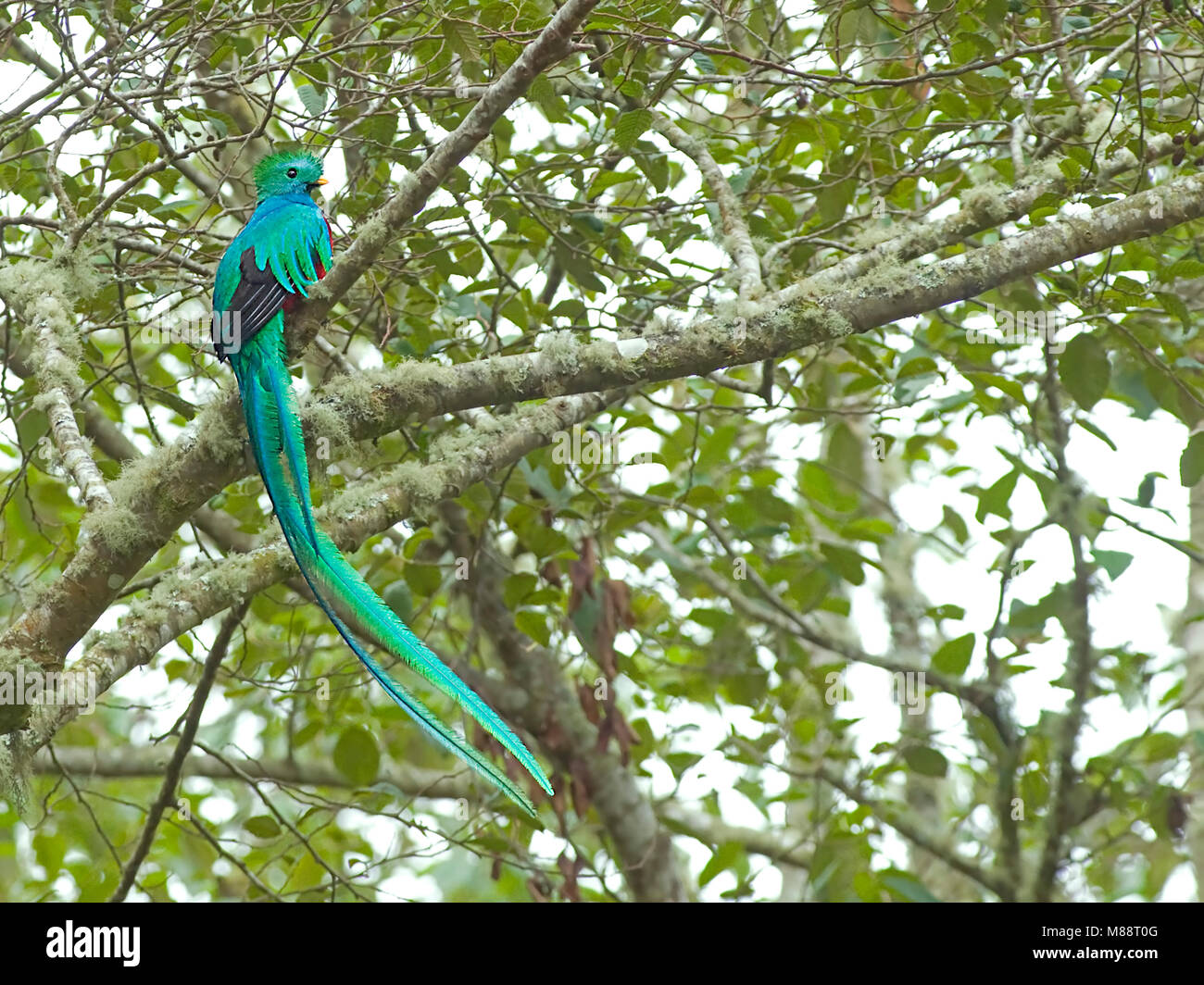 Male resplendent quetzal hi-res stock photography and images - Alamy