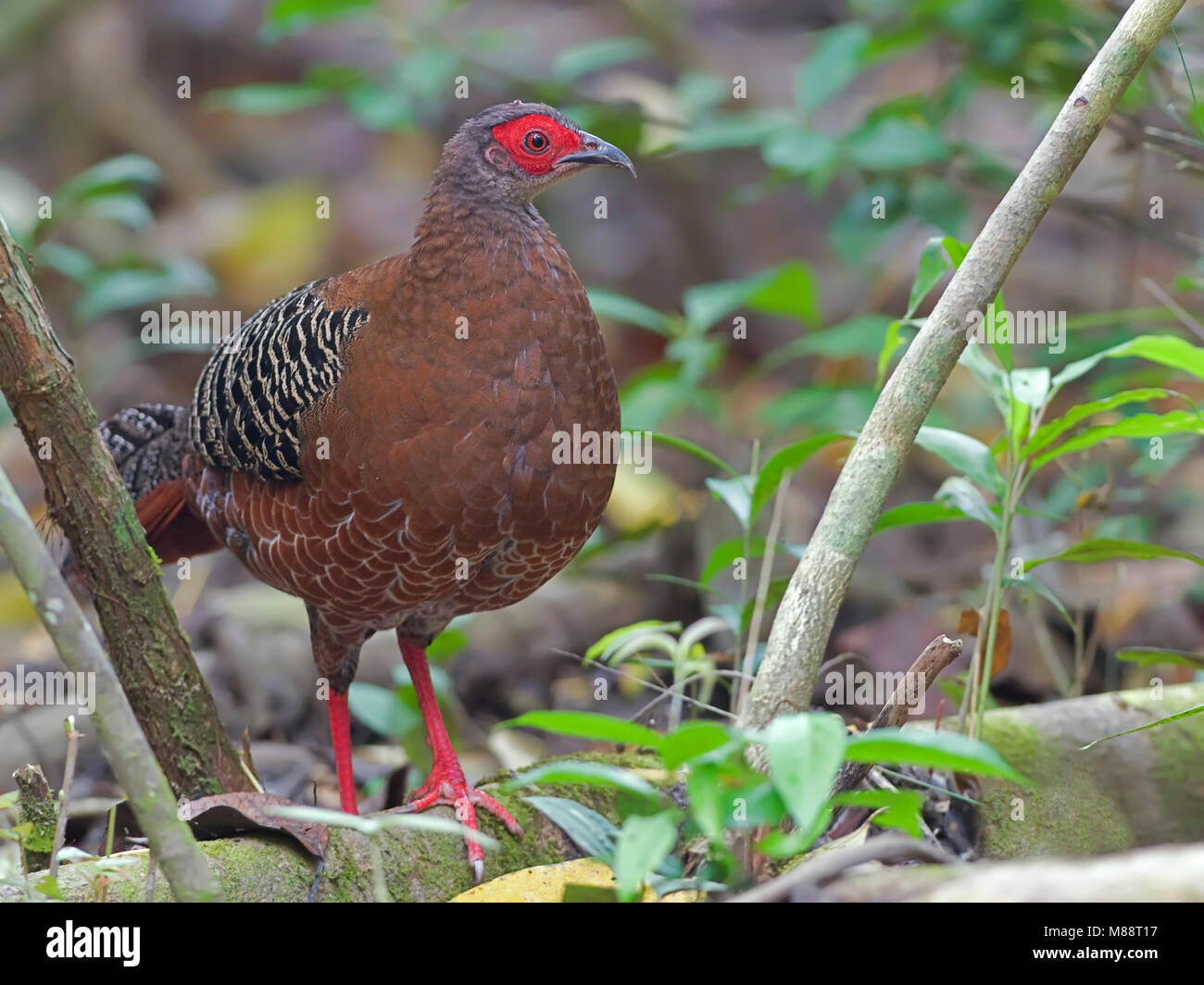 Vrouwtje Kuifloze Prelaatfazant, Female Siamese Fireback Stock Photo ...