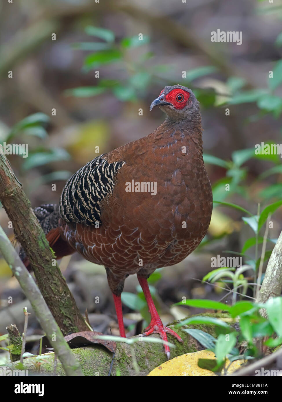 Vrouwtje Kuifloze Prelaatfazant, Female Siamese Fireback Stock Photo ...