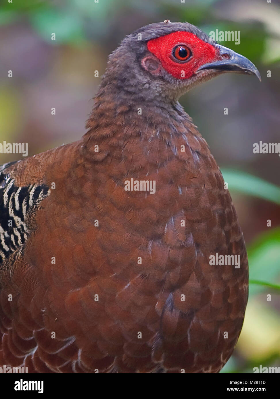 Vrouwtje Kuifloze Prelaatfazant, Female Siamese Fireback Stock Photo ...