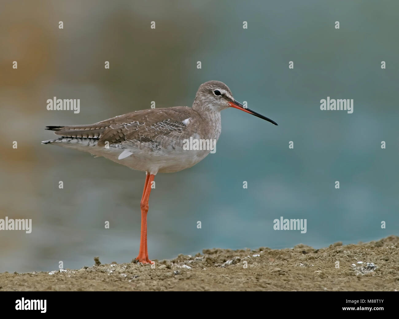 Zwarte ruiter hi-res stock photography and images - Alamy