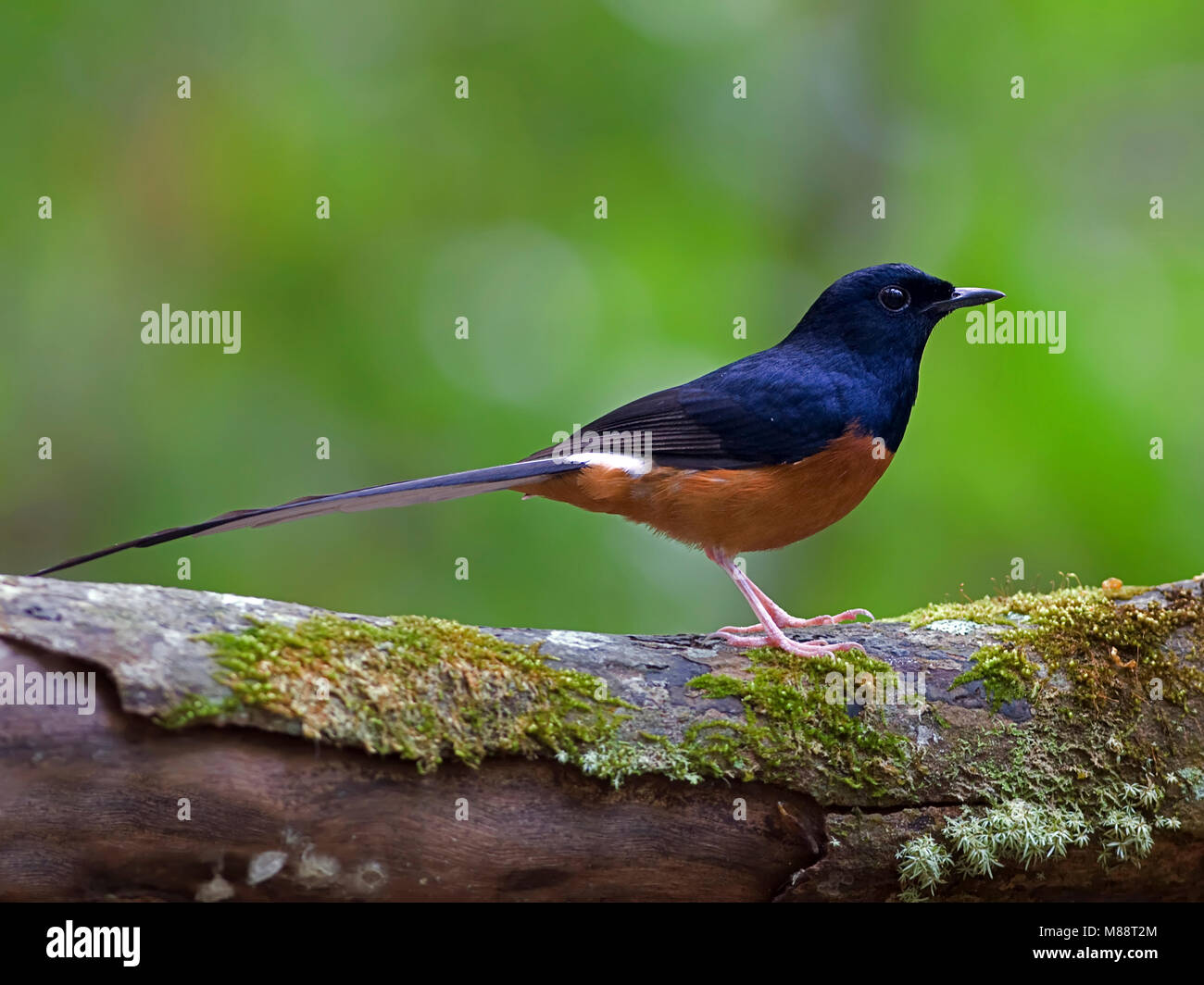 Shama bird hi-res stock photography and images - Alamy