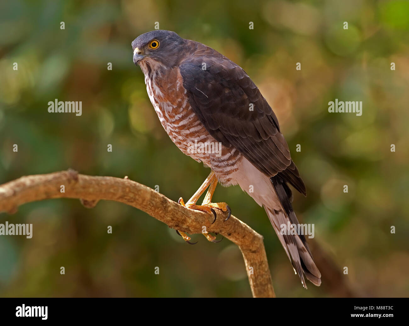 Besra bird hi-res stock photography and images - Alamy