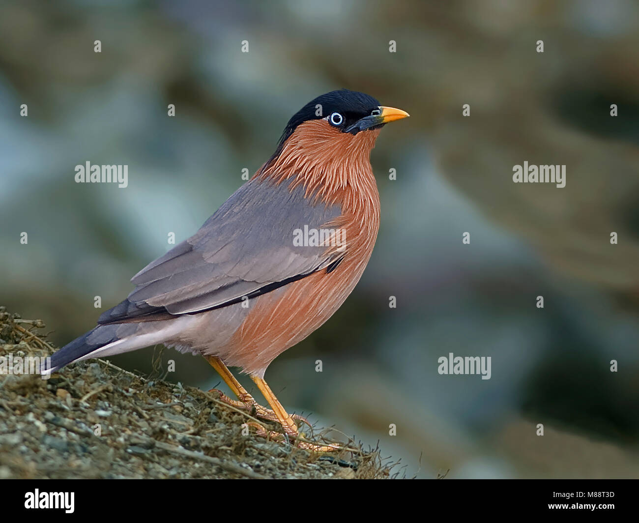 Pagodarum hi-res stock photography and images - Alamy