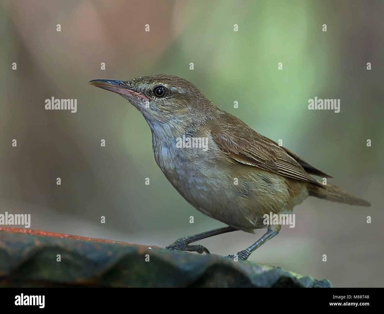 Chinese Karekiet, Oriental Reed-Warbler, Acrocephalus orientalis Stock ...