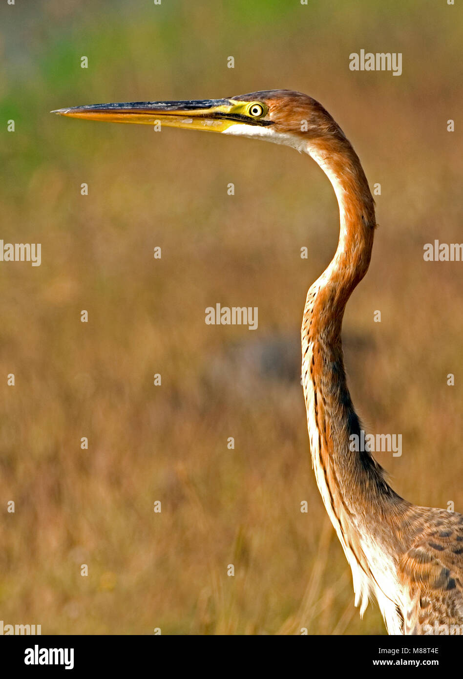 Purperreiger, Purple Heron, Ardea purpurea Stock Photo - Alamy
