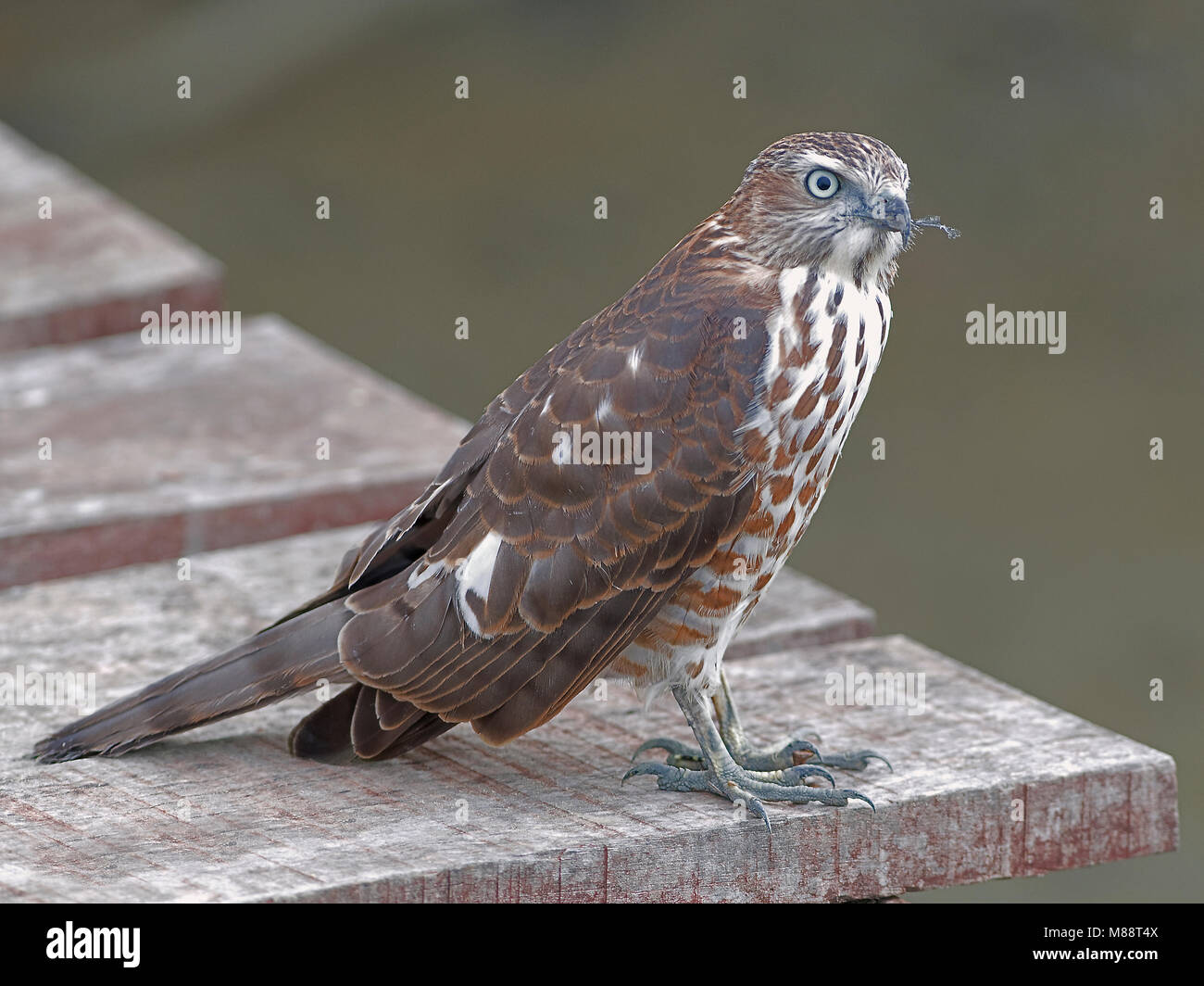 Shikra, Accipiter badius Stock Photo - Alamy