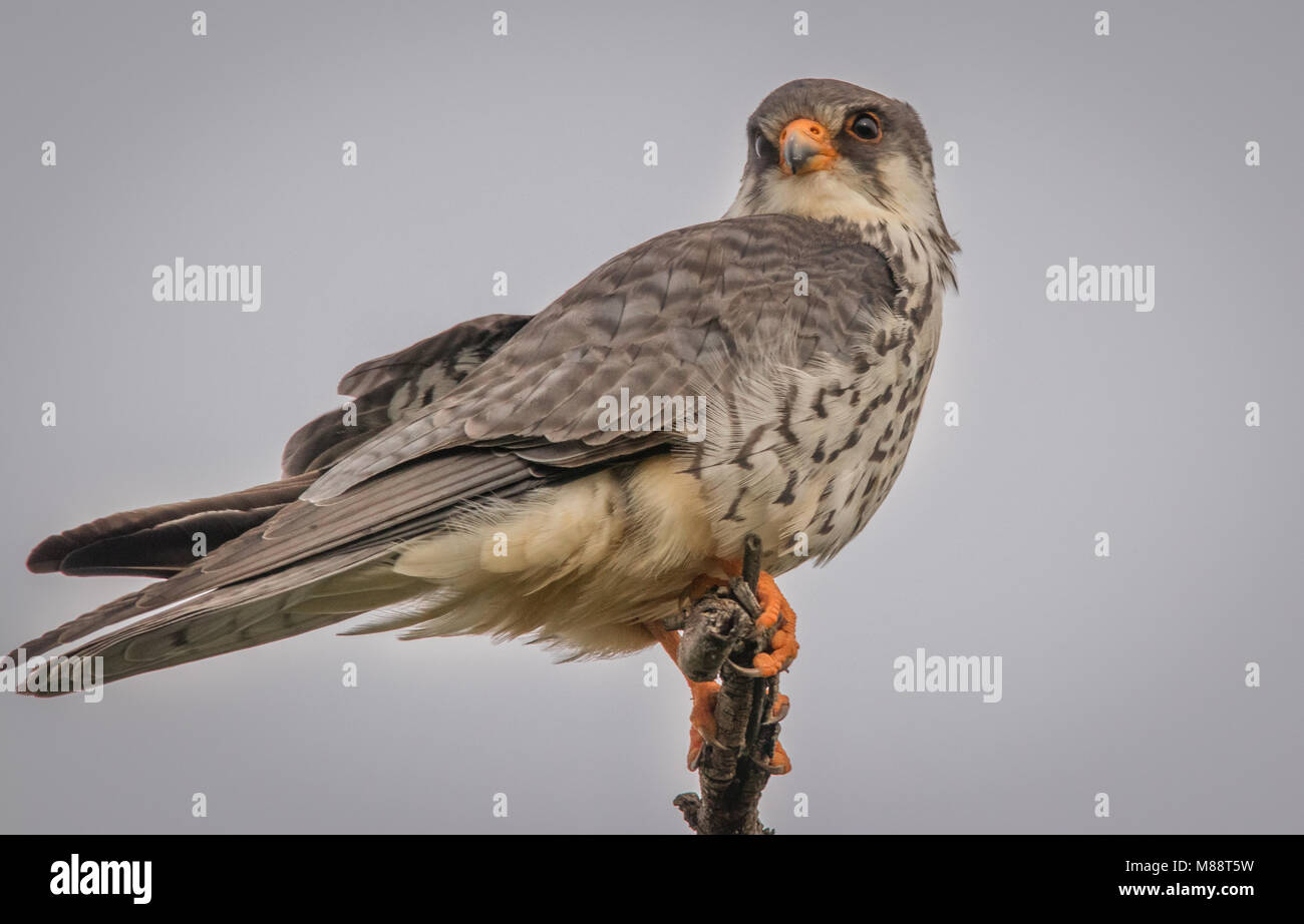 Buzzard feather hi-res stock photography and images - Alamy