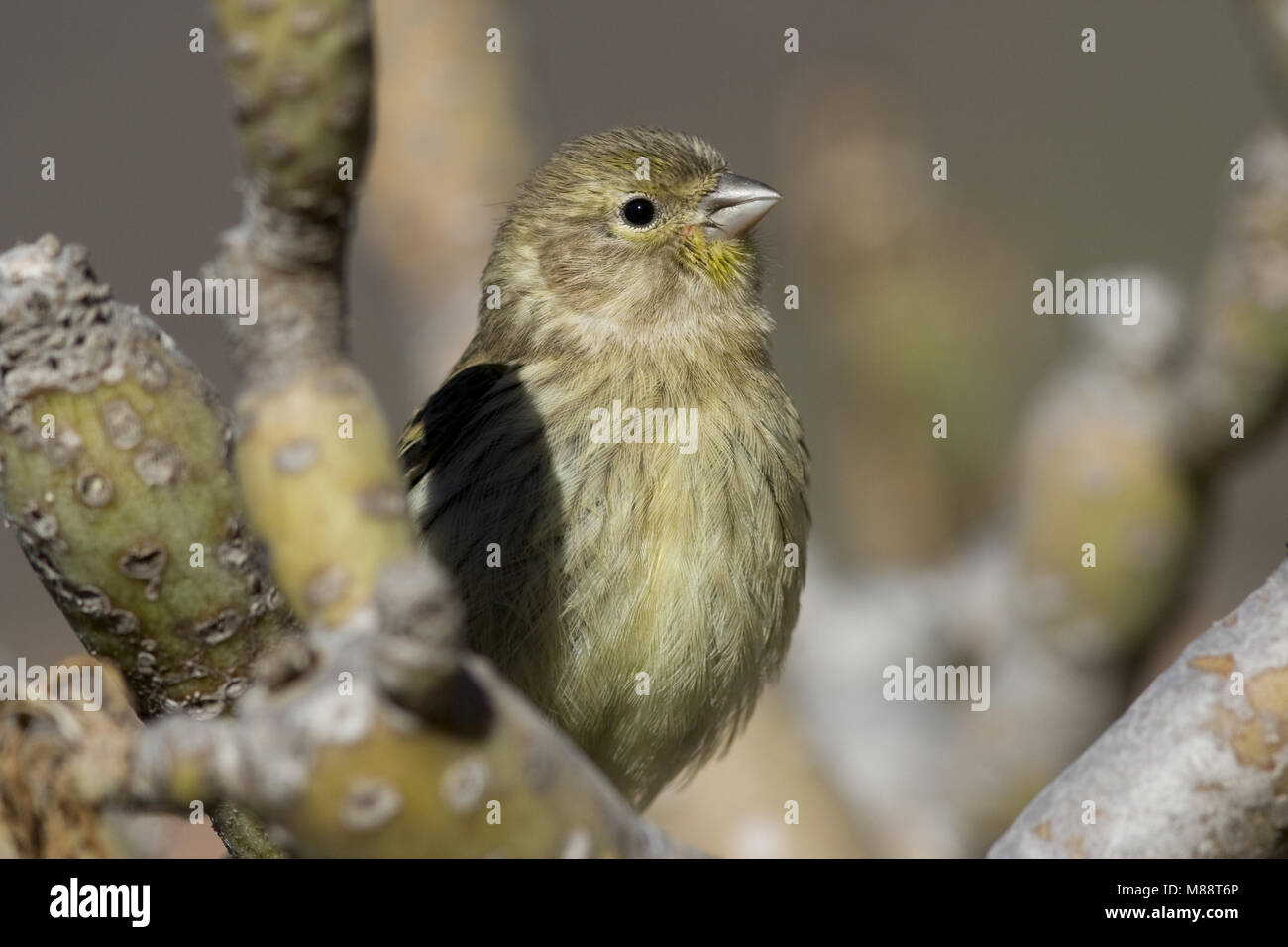 Atlantic canary serinus canaria hi-res stock photography and images - Alamy