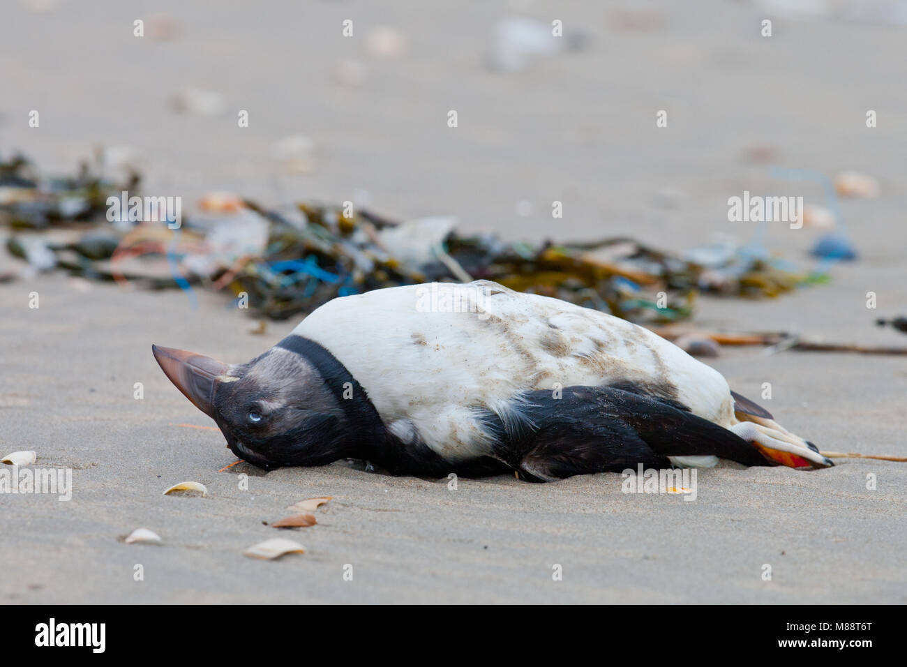 Papegaaiduiker dood aangespoeld op het strand; Dead Atlantic Puffin ...