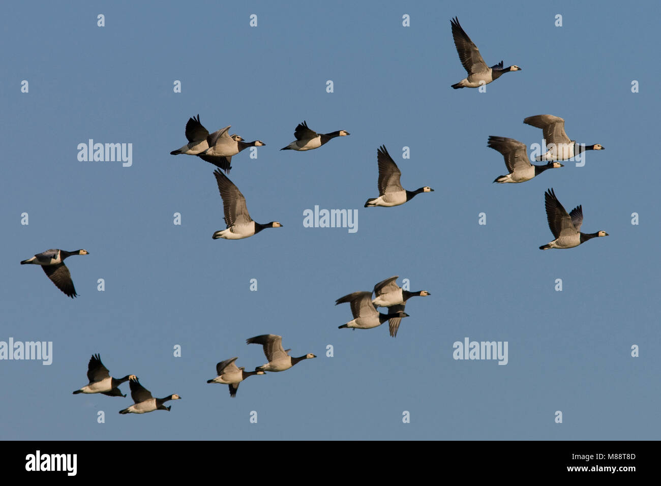 Groep Brandganzen in de vlucht; Group of Barnacle Geese in flight Stock ...